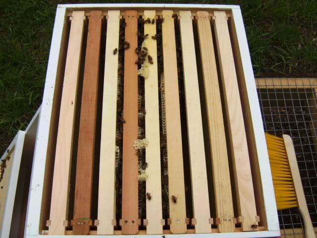 How do they look? | Beesource Beekeeping Forums