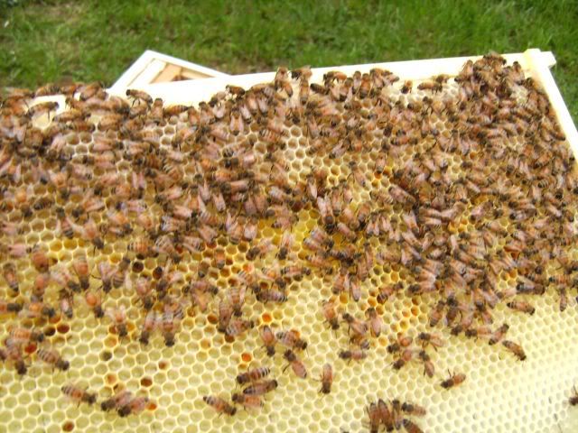 How do they look? | Beesource Beekeeping Forums