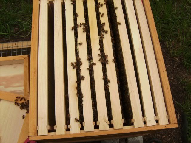 How do they look? | Beesource Beekeeping Forums
