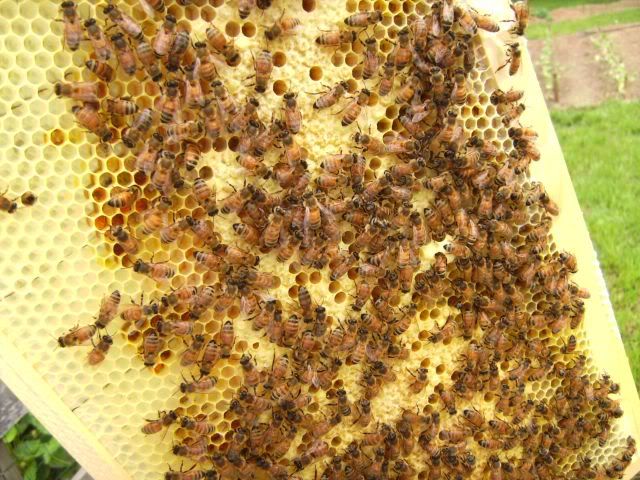 How do they look? | Beesource Beekeeping Forums