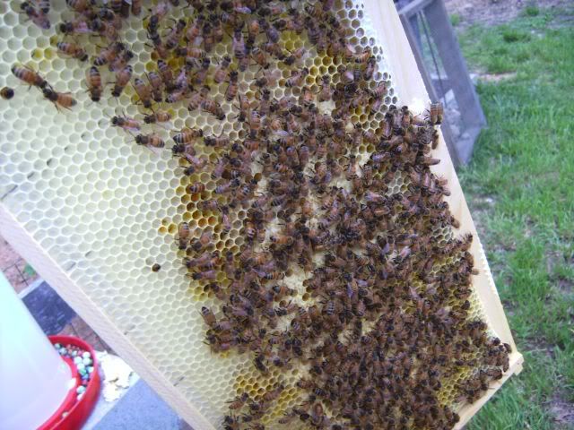 How do they look? | Beesource Beekeeping Forums