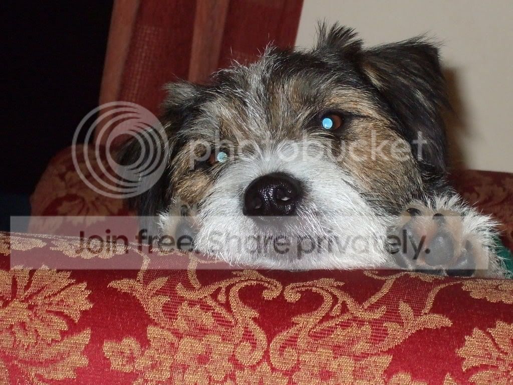 Home needed for male Foxwarren Jack Russell Nr Bristol | Reptile Forums