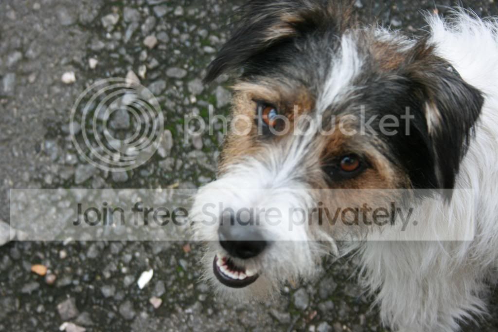 Home needed for male Foxwarren Jack Russell Nr Bristol | Reptile Forums