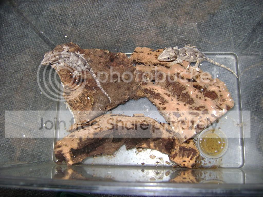 Purple Kush, Geckos, and Tarantulas | Grasscity Forums - The #1 ...