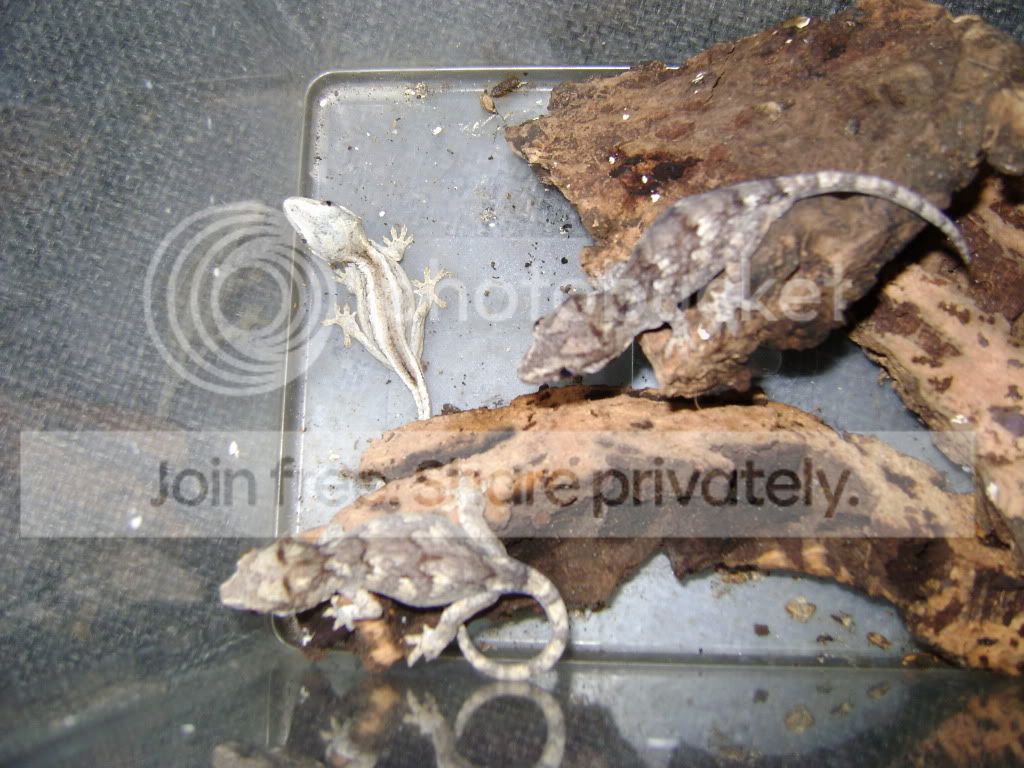 Purple Kush, Geckos, and Tarantulas | Grasscity Forums - The #1 ...