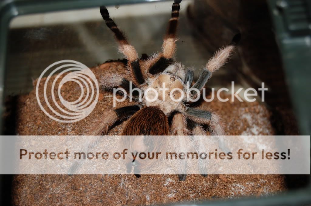 Jade's spiders... | Arachnoboards