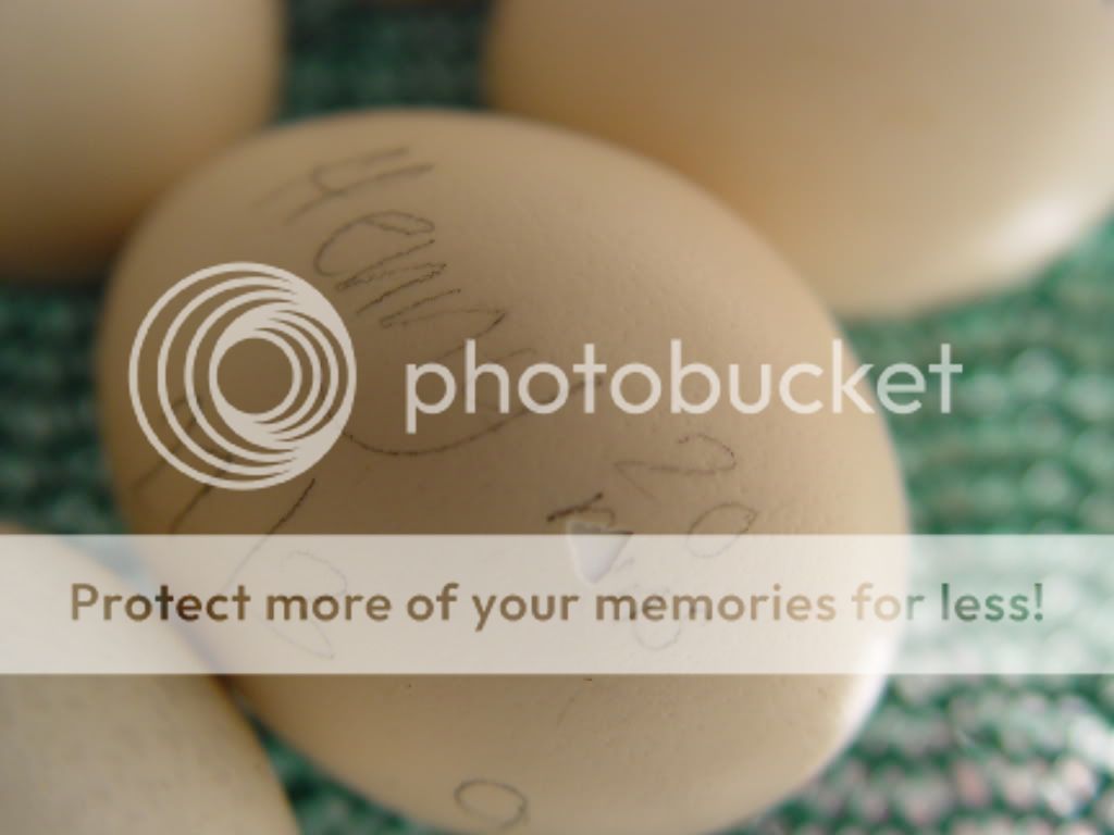 6 new Additions to the family!! | Alfa Romeo Forum