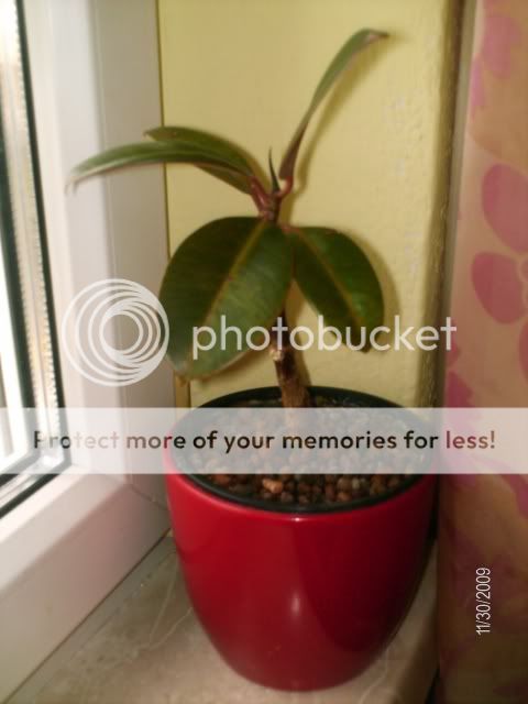 Clubul Gargaritelor • Vezi subiect - Ficus Elastica - Ce stiti despre ...