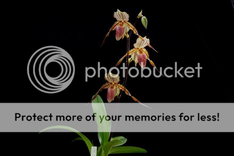 Paph Susan Booth 'Mem Charles Hepler' | Slippertalk Orchid Forum