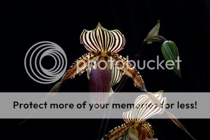 Paph Susan Booth 'Mem Charles Hepler' | Slippertalk Orchid Forum