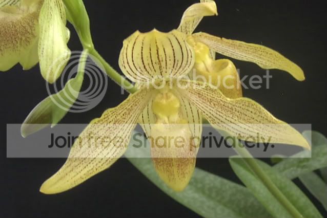 Paph Conkoloco | Slippertalk Orchid Forum
