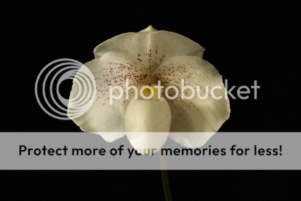 Paph Greyi | Slippertalk Orchid Forum