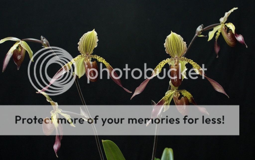 Paph Julius | Slippertalk Orchid Forum