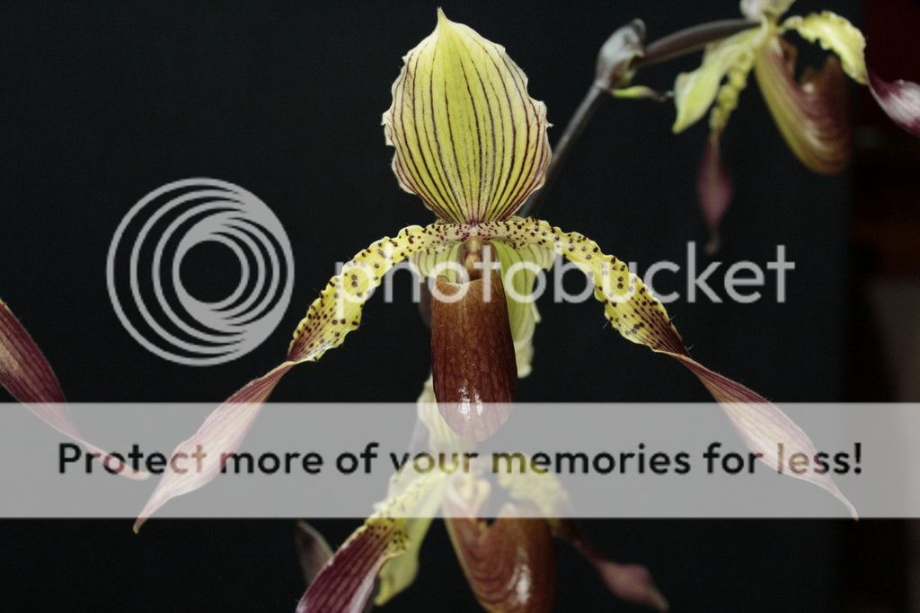 Paph Julius | Slippertalk Orchid Forum
