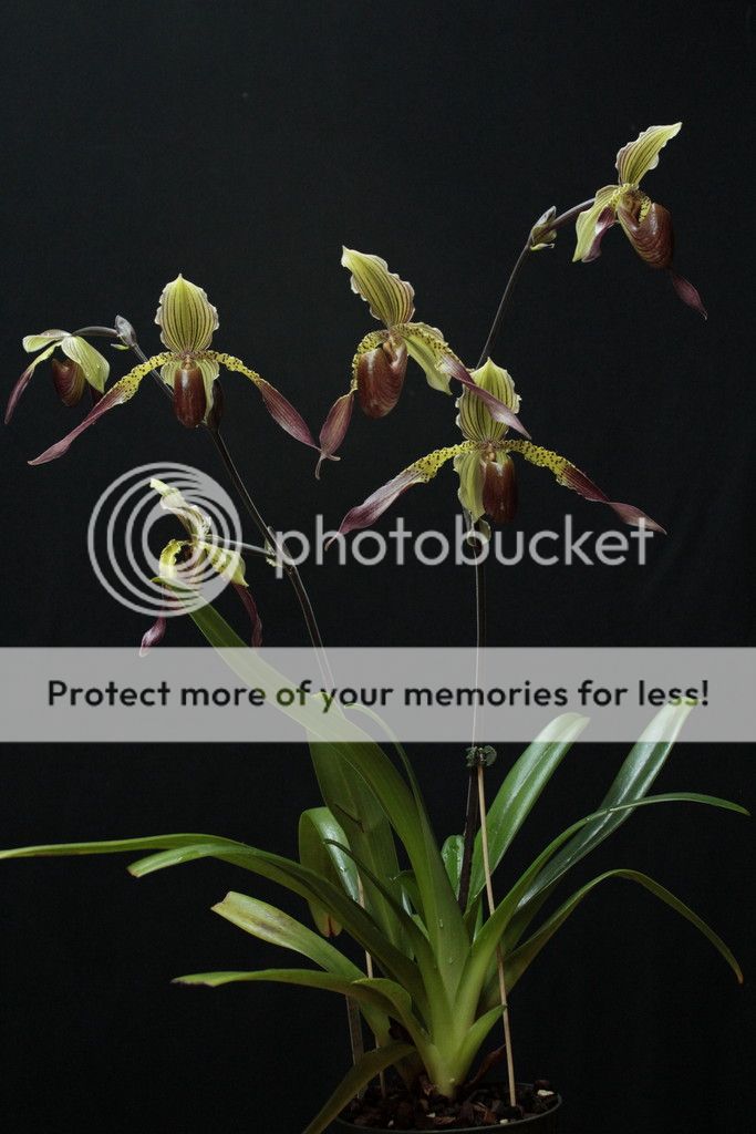 Paph Julius | Slippertalk Orchid Forum
