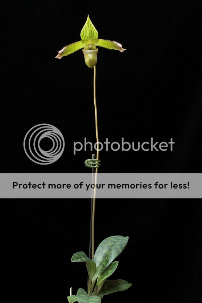 Paph javanicum#2 | Slippertalk Orchid Forum