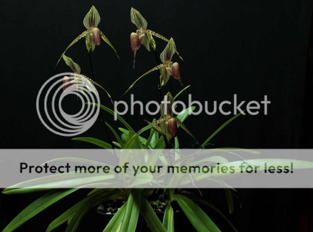 Paph roth 'Penn Valley' x 'Tenny' | Slippertalk Orchid Forum