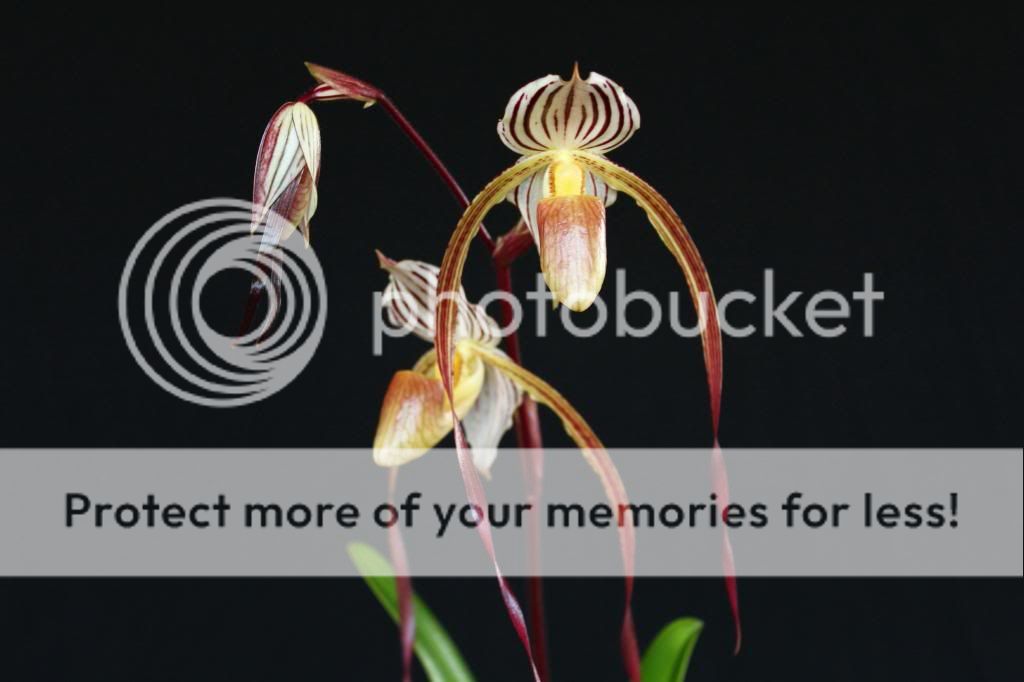Paph Mount Toro | Slippertalk Orchid Forum