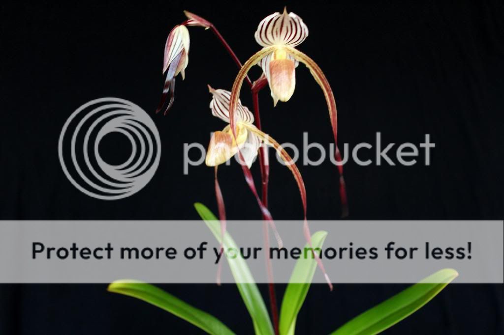 Paph Mount Toro | Slippertalk Orchid Forum