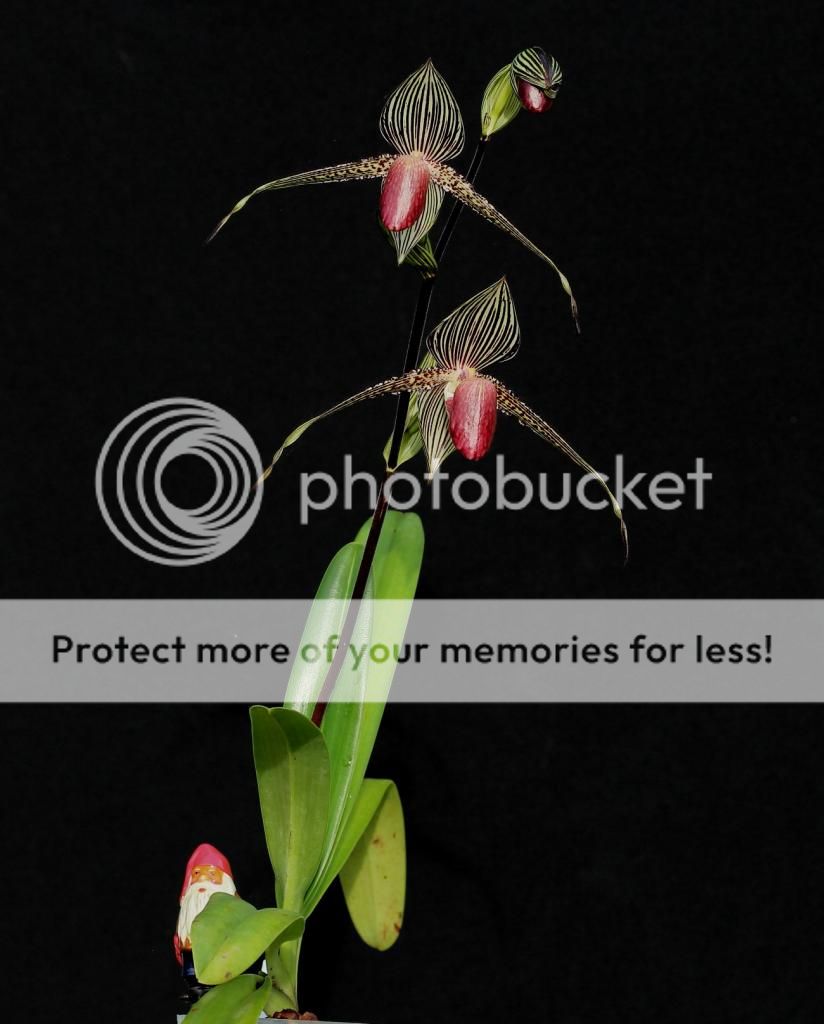 Paph roth | Slippertalk Orchid Forum