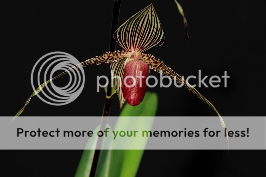 Paph roth | Slippertalk Orchid Forum