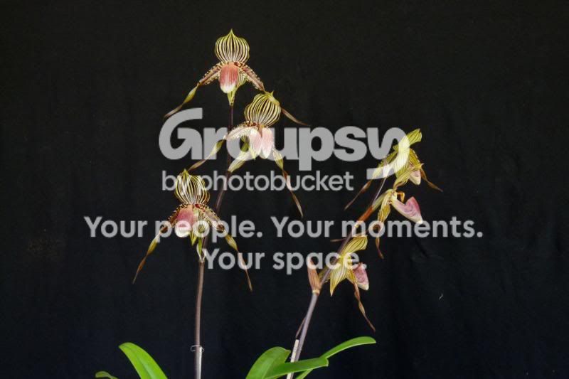Paph Susan Booth | Slippertalk Orchid Forum